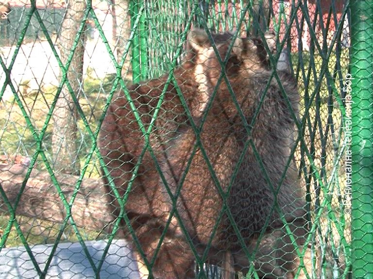 Par rakuna stigao u borski Zoo vrt – RADIO TELEVIZIJA BOR